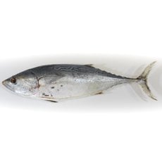 Peixaria Bonito Inteiro 2,800kg | Trimais